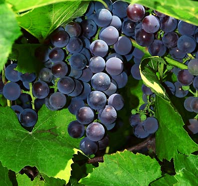 St. Croix Bluish-Red Grape – MIgardener St. Croix Bluish-Red Grape – MIgardener