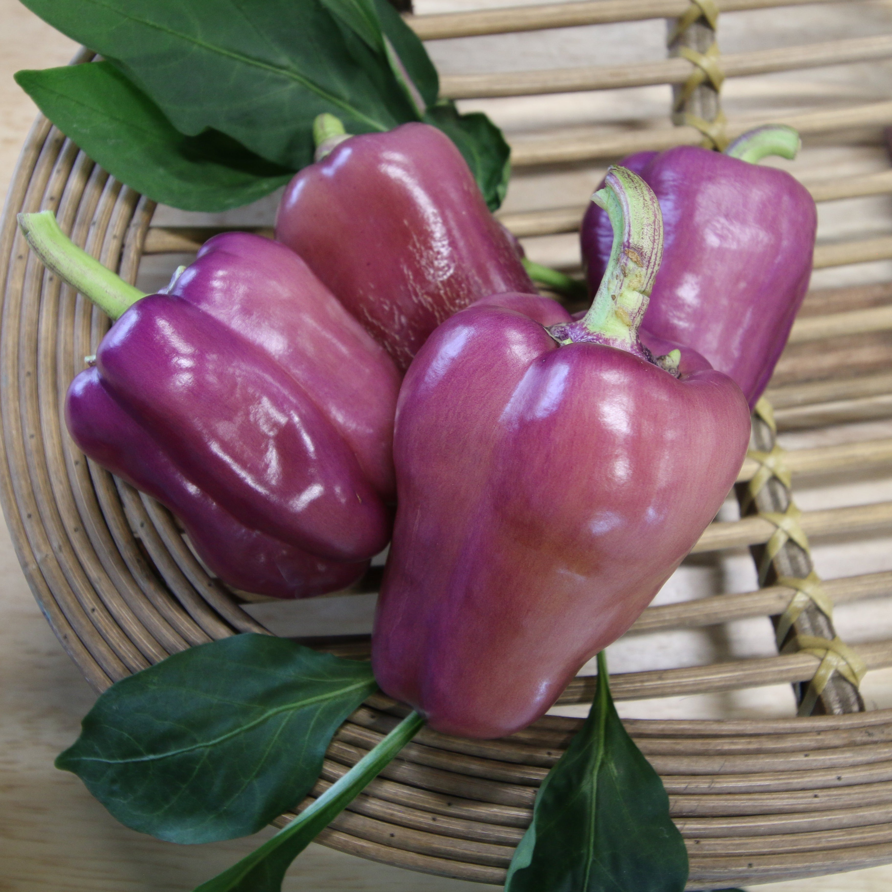 Sienna Glow Bell Pepper – MIgardener