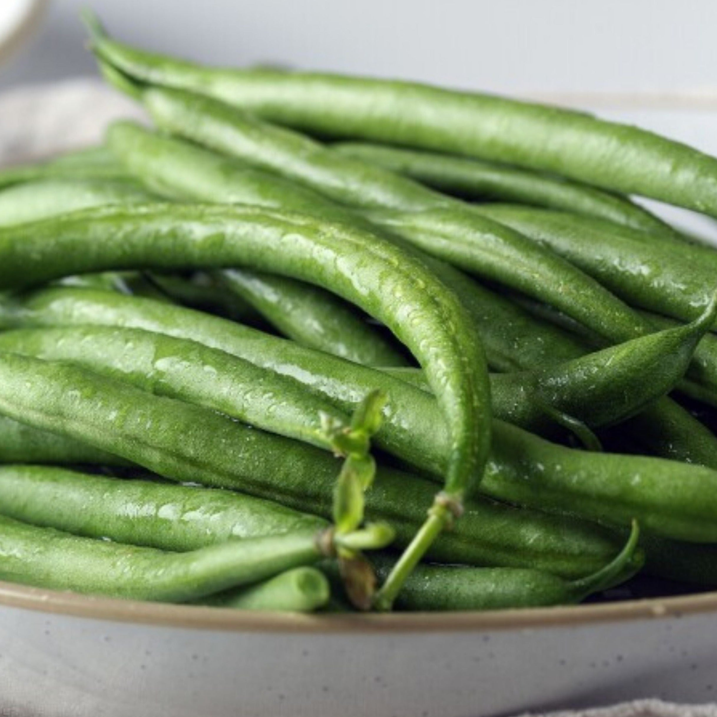Tavera Haricot Vert Bean MIgardener