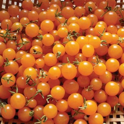 orange tomatoes small