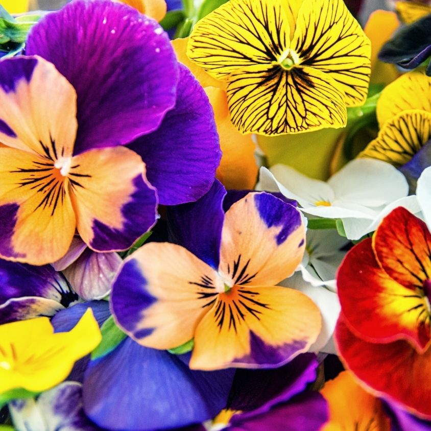 Edible Flowers Tagged "In stock – " – MIgardener