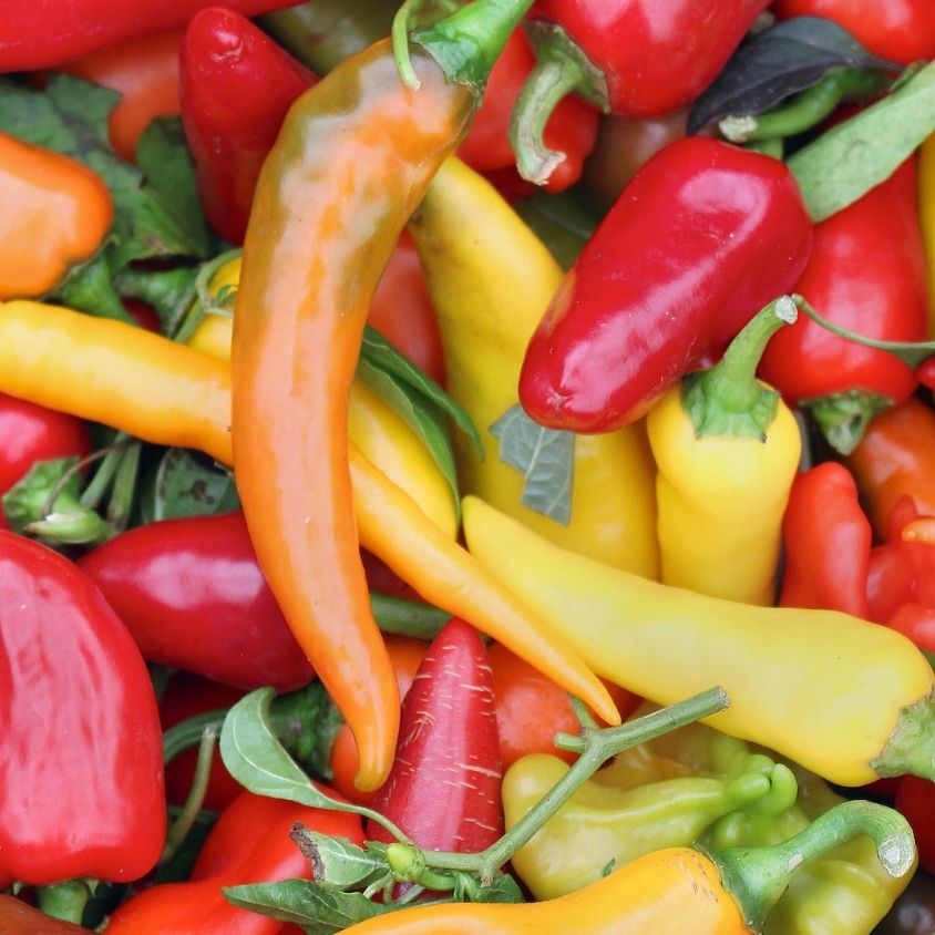 Pepper – Page 2 – MIgardener