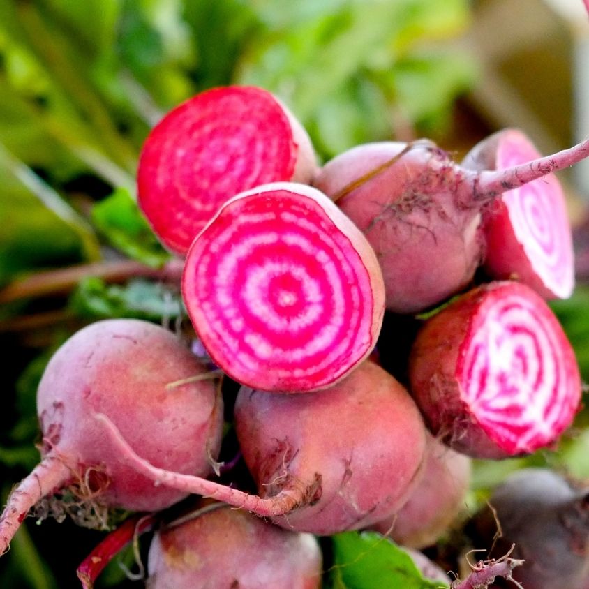 Beet – MIgardener