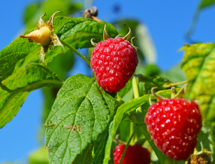 Bare Root Raspberries – Tagged "Fall Bearing"– MIgardener