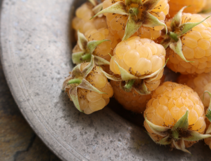 Everbearing Raspberries – Tagged "Full Sun"– MIgardener