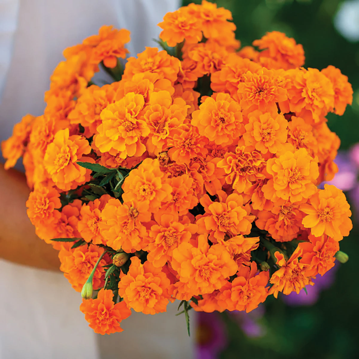 Easy To Grow Picks Tagged "Container Friendly – " – MIgardener