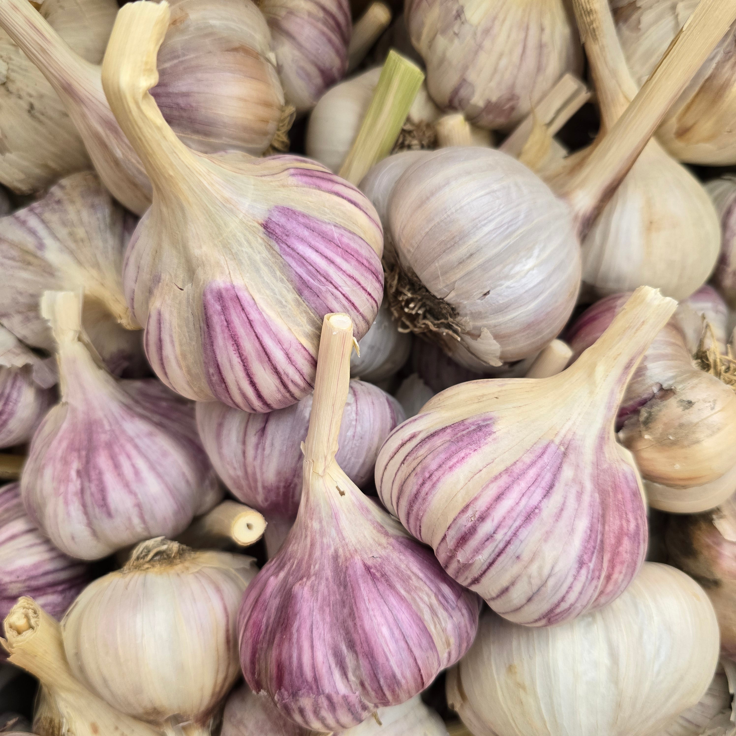 Russian Giant (Hardneck) Garlic – MIgardener