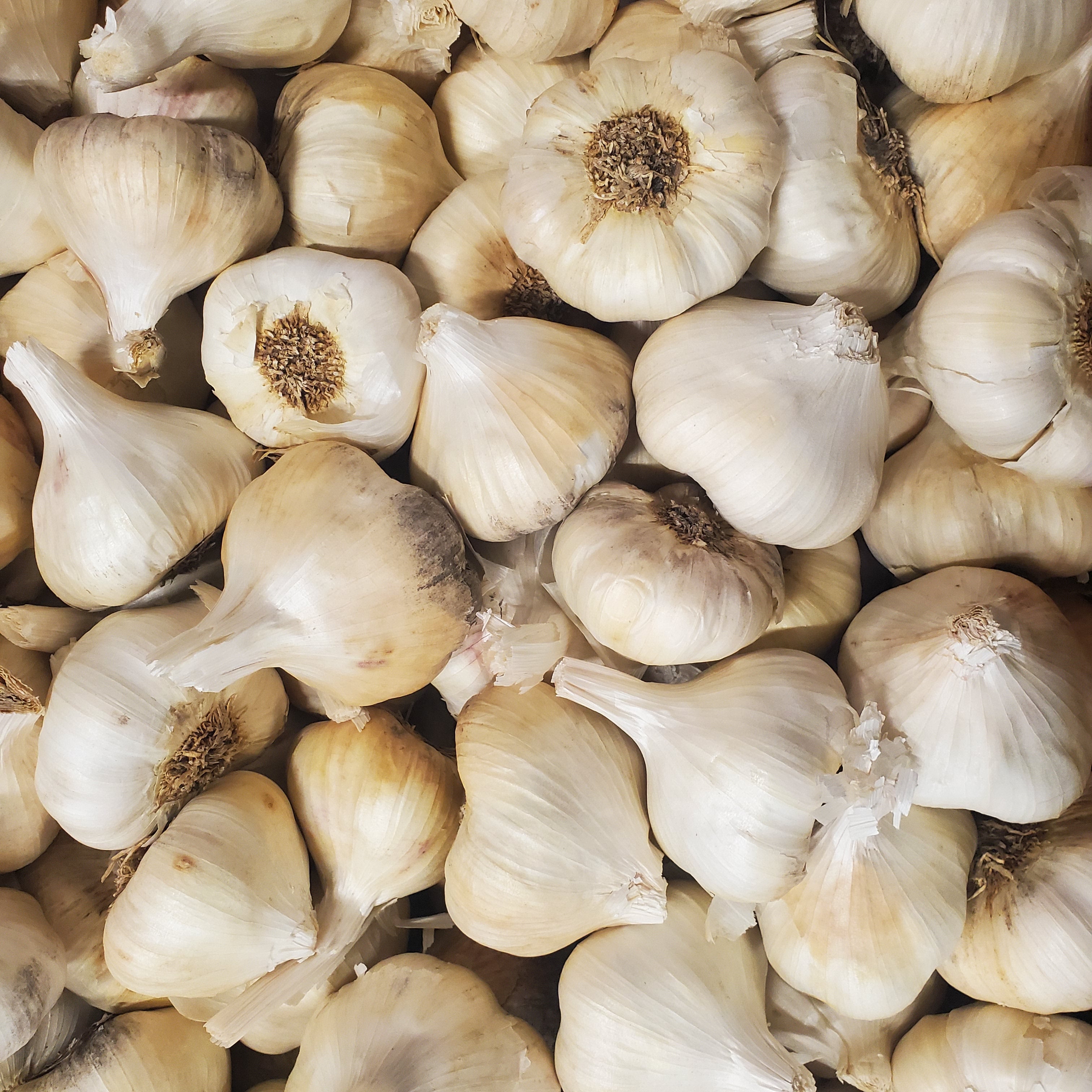 Lorz (Softneck) Garlic – MIgardener