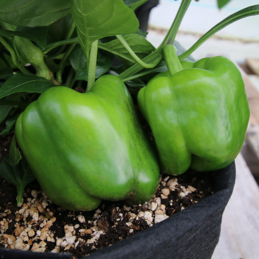 Warm Weather Crops – MIgardener