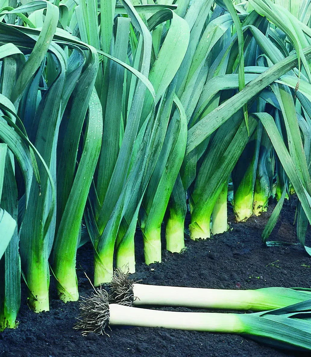Large American Flag Leek – MIgardener