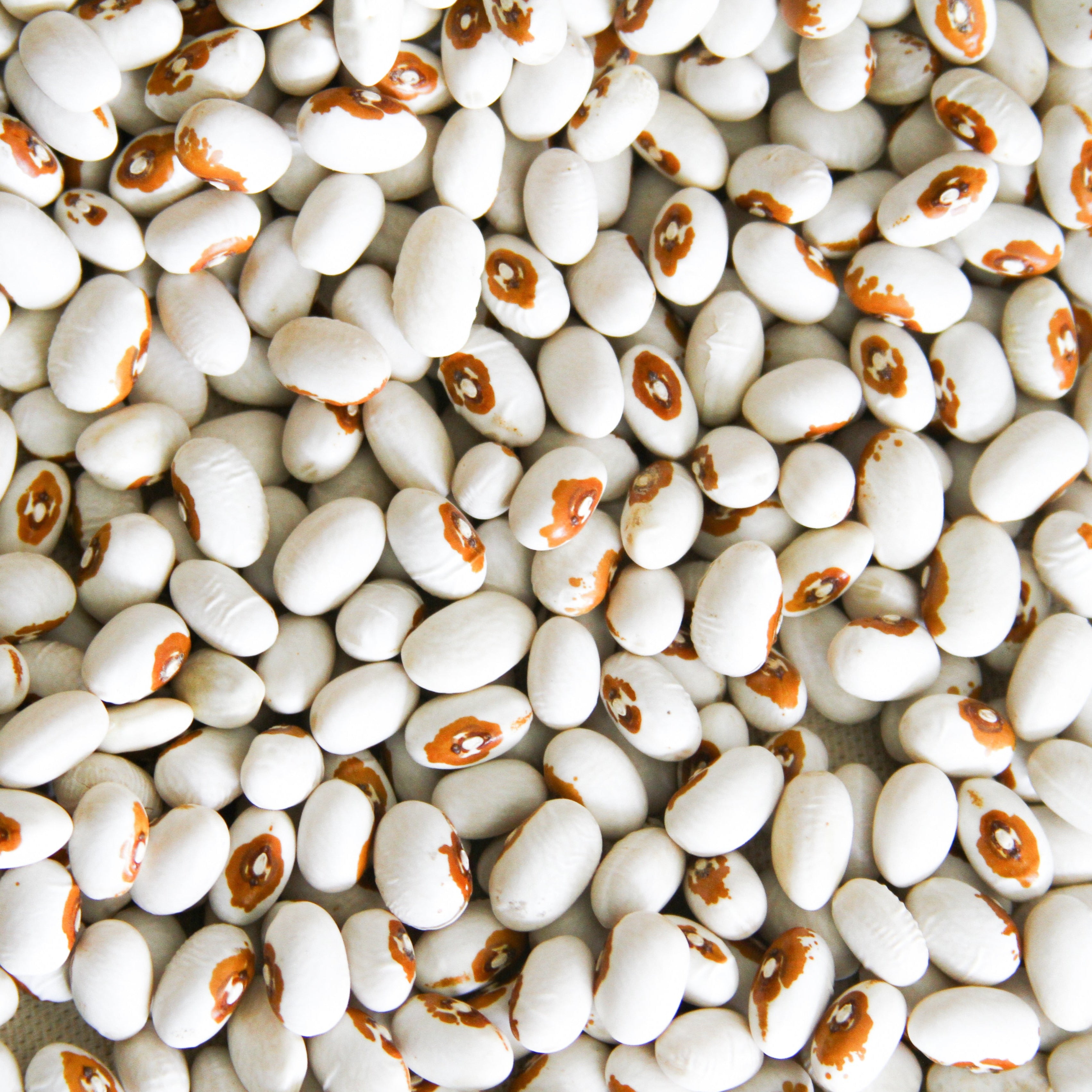 Kenearly Yellow Eye Bean (Bush) – MIgardener