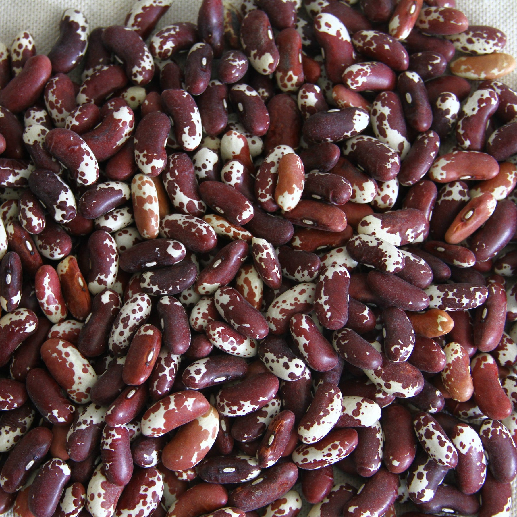 Jacob's Cattle Bean (Bush) – MIgardener