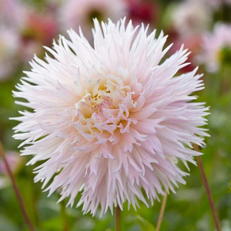 Cactus Dahlia Tuber: Nadia Ruth – MIgardener