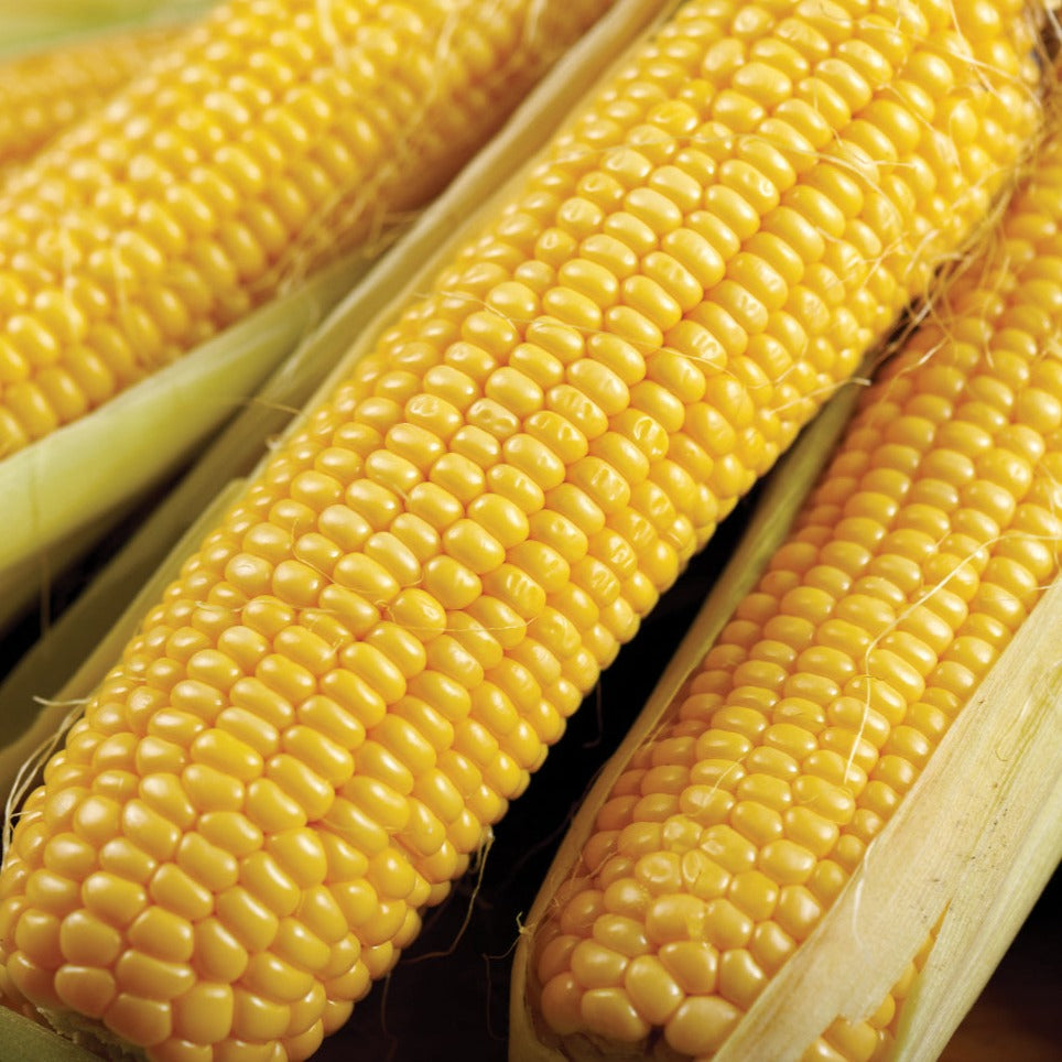 Bodacious Sweet Corn – MIgardener