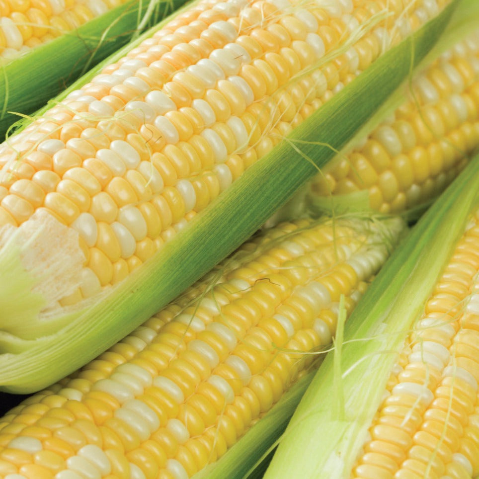 Peaches and Cream Sweet Corn – MIgardener