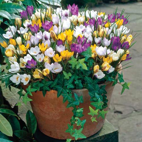 Mix Crocus (25 ct) – MIgardener