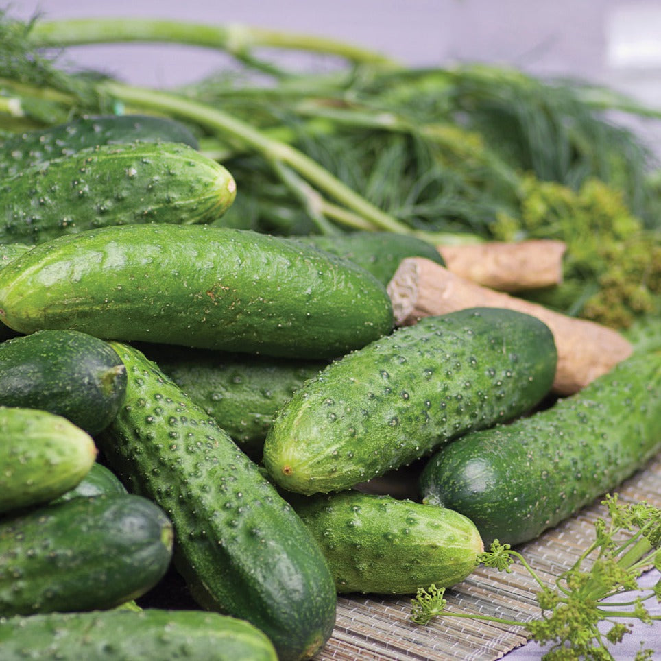 Rhinish Pickle Cucumber – MIgardener