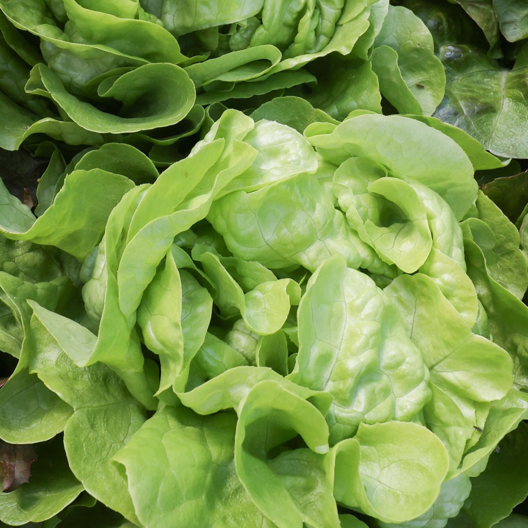 Bibb Butterhead Lettuce – MIgardener