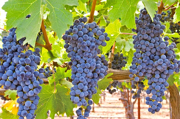 Concord Blue Seedless Grape MIgardener