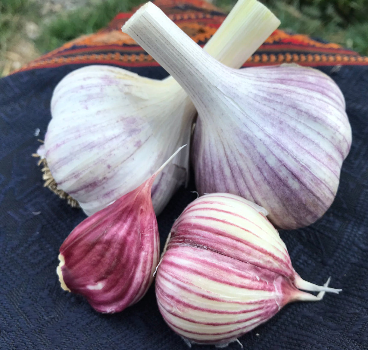 Korean Red (Hardneck) Garlic – MIgardener