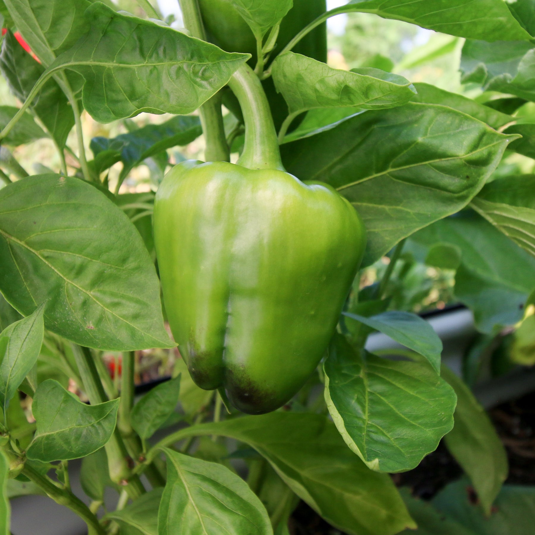 Keystone Giant Bell Pepper – MIgardener