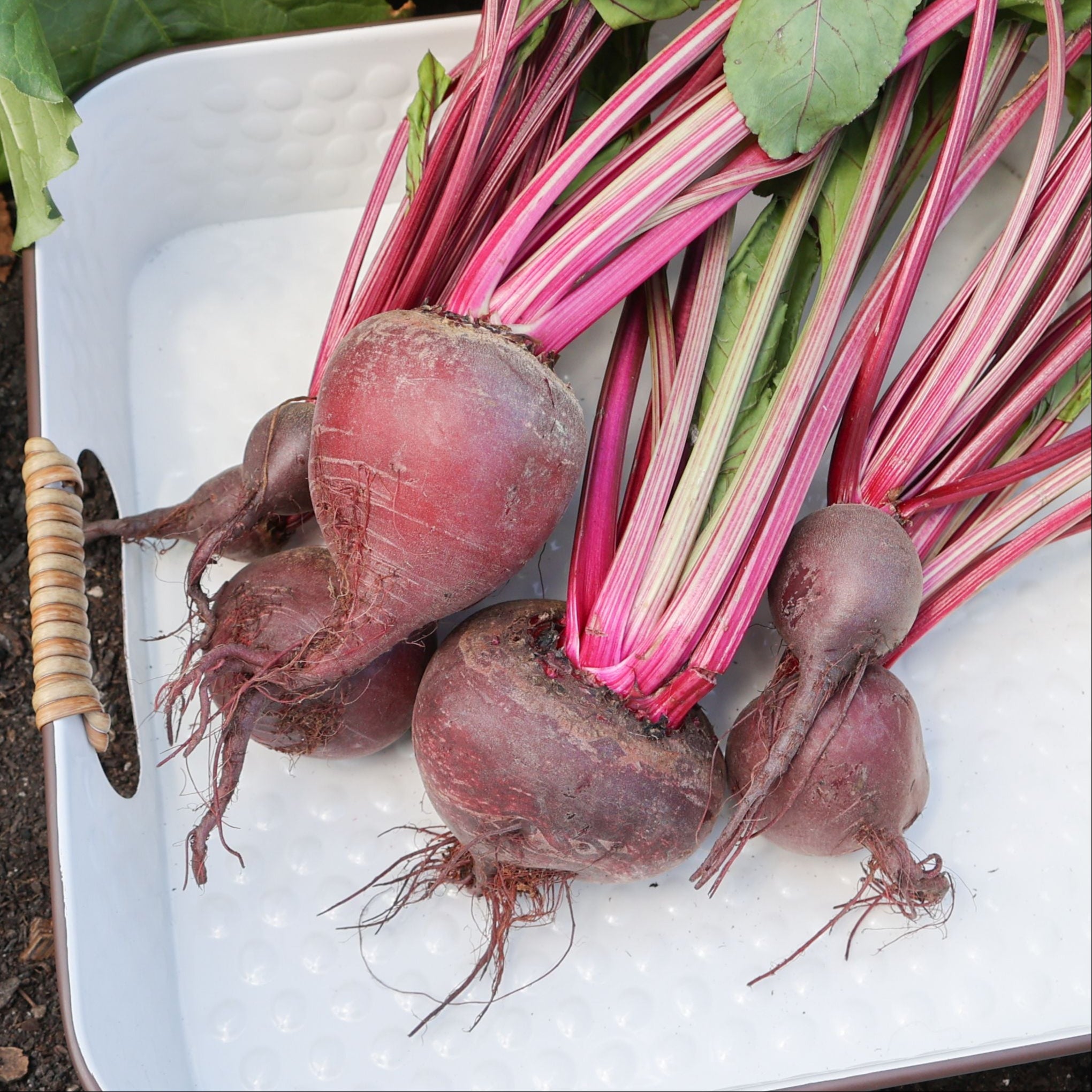 Ruby Queen Beet – MIgardener