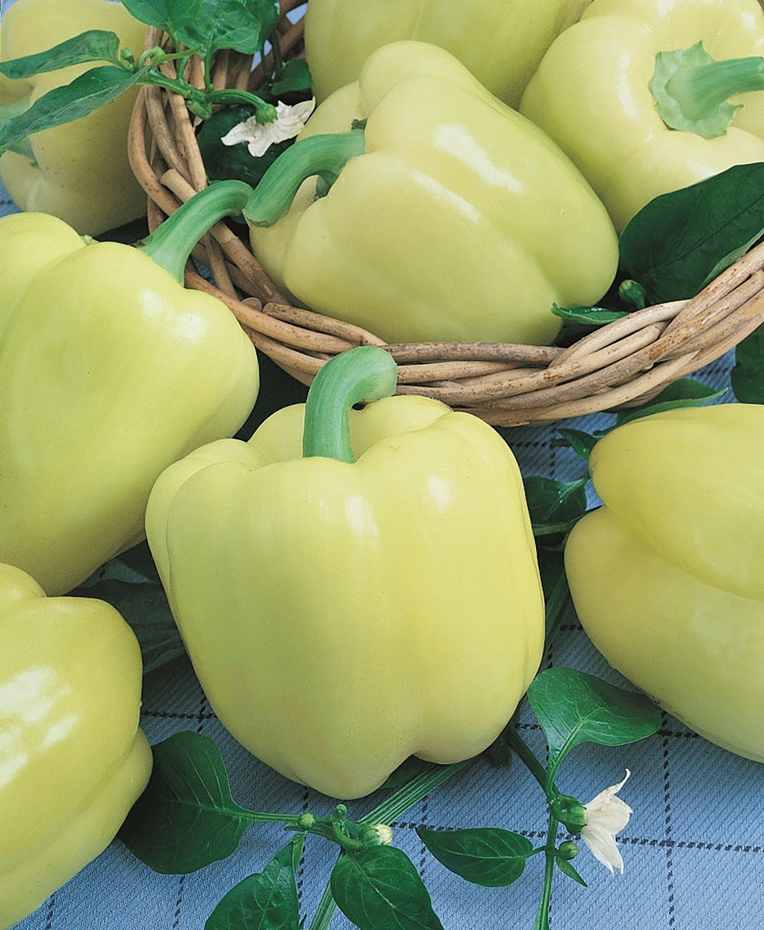 Diamond Bell Pepper – MIgardener