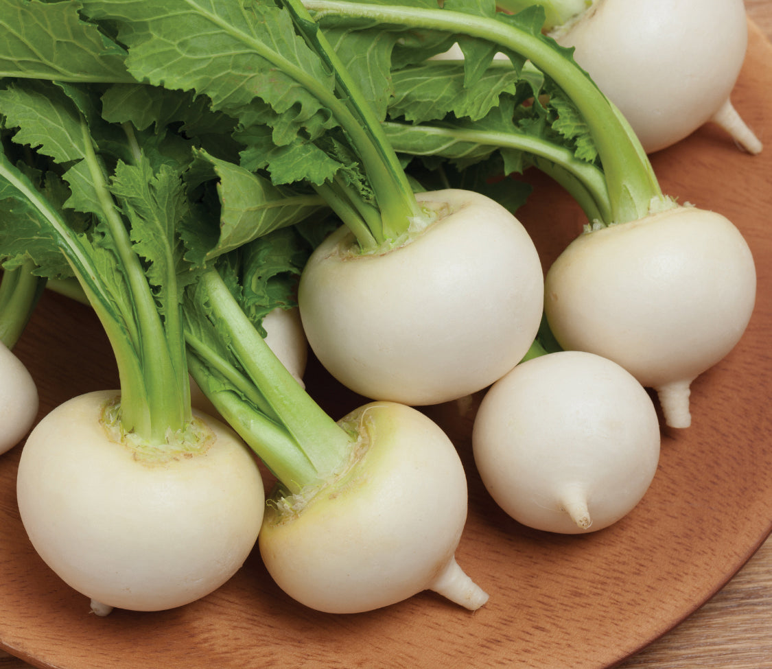 White Egg Turnip – MIgardener