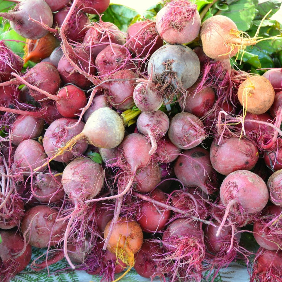 Assorted Beet Mix – MIgardener