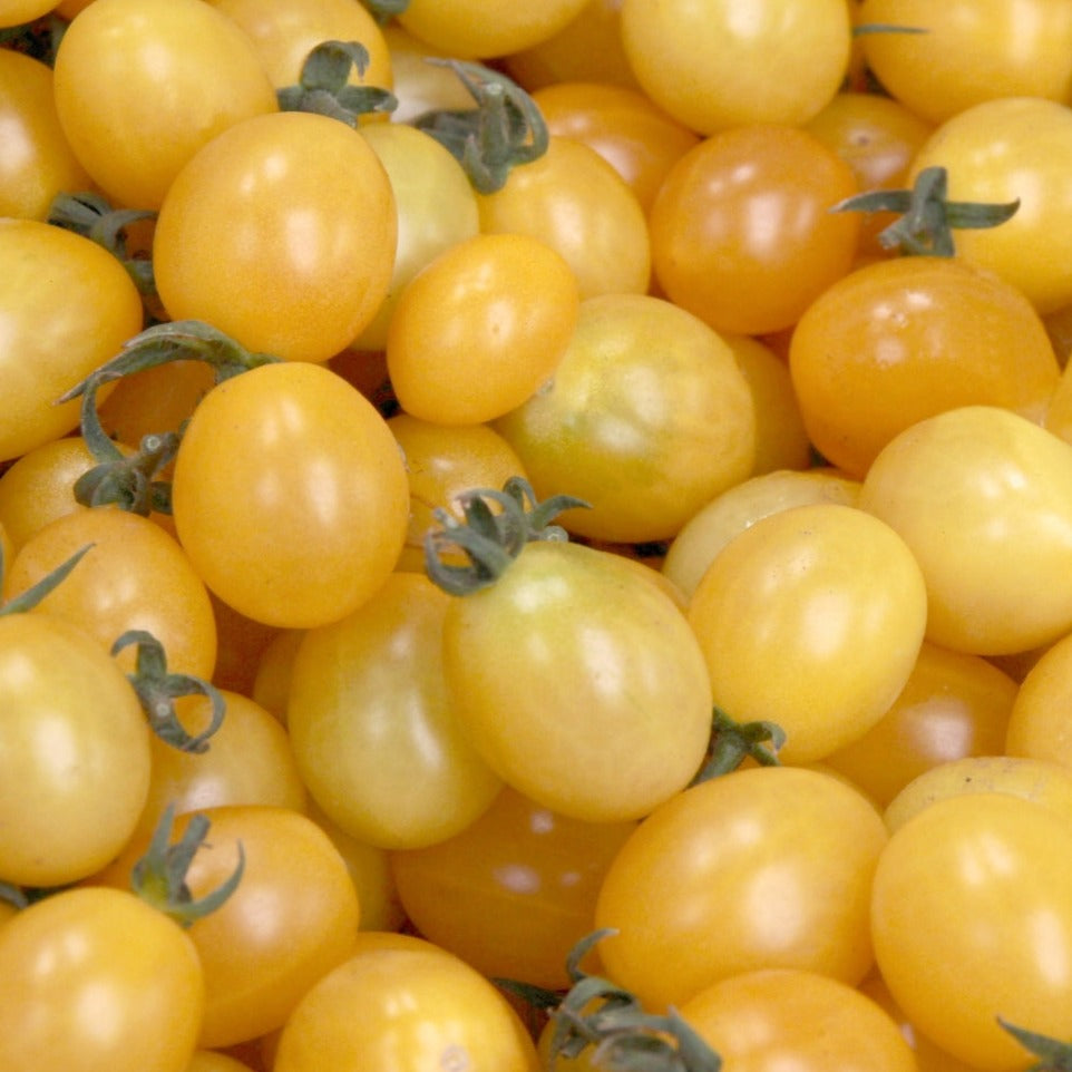 Champagne Bubbles Tomato – MIgardener