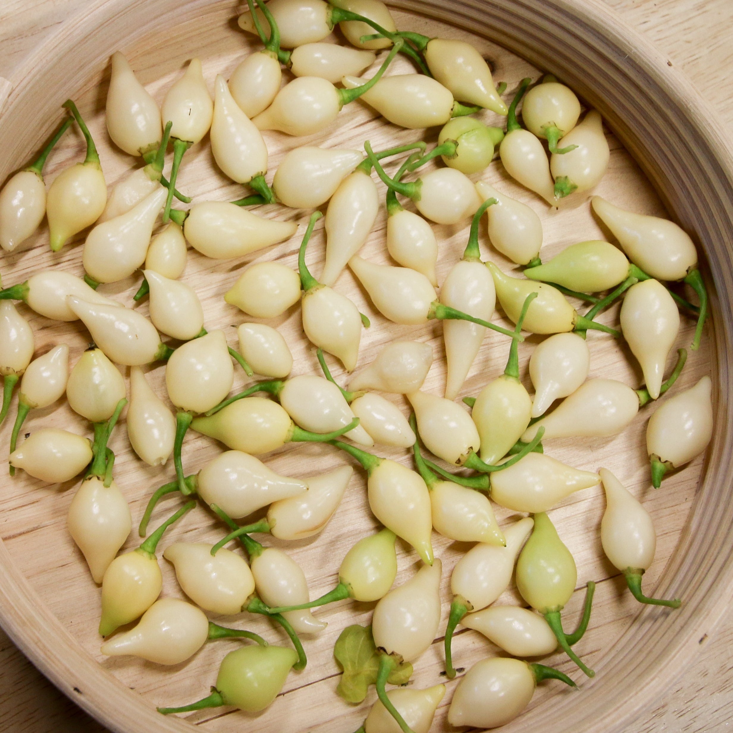 White Inferno Pepper – MIgardener