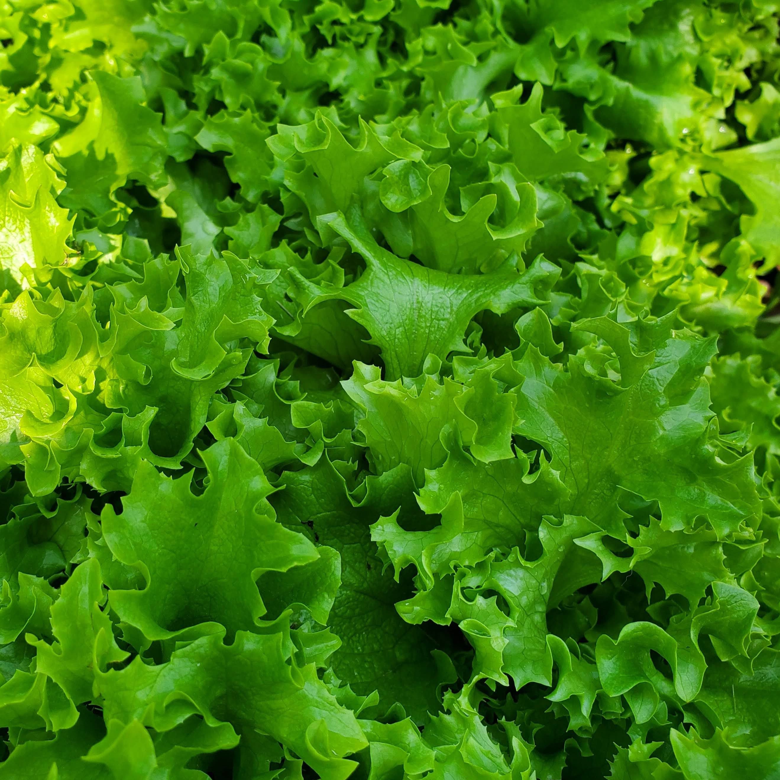 Tango Leaf Lettuce – MIgardener