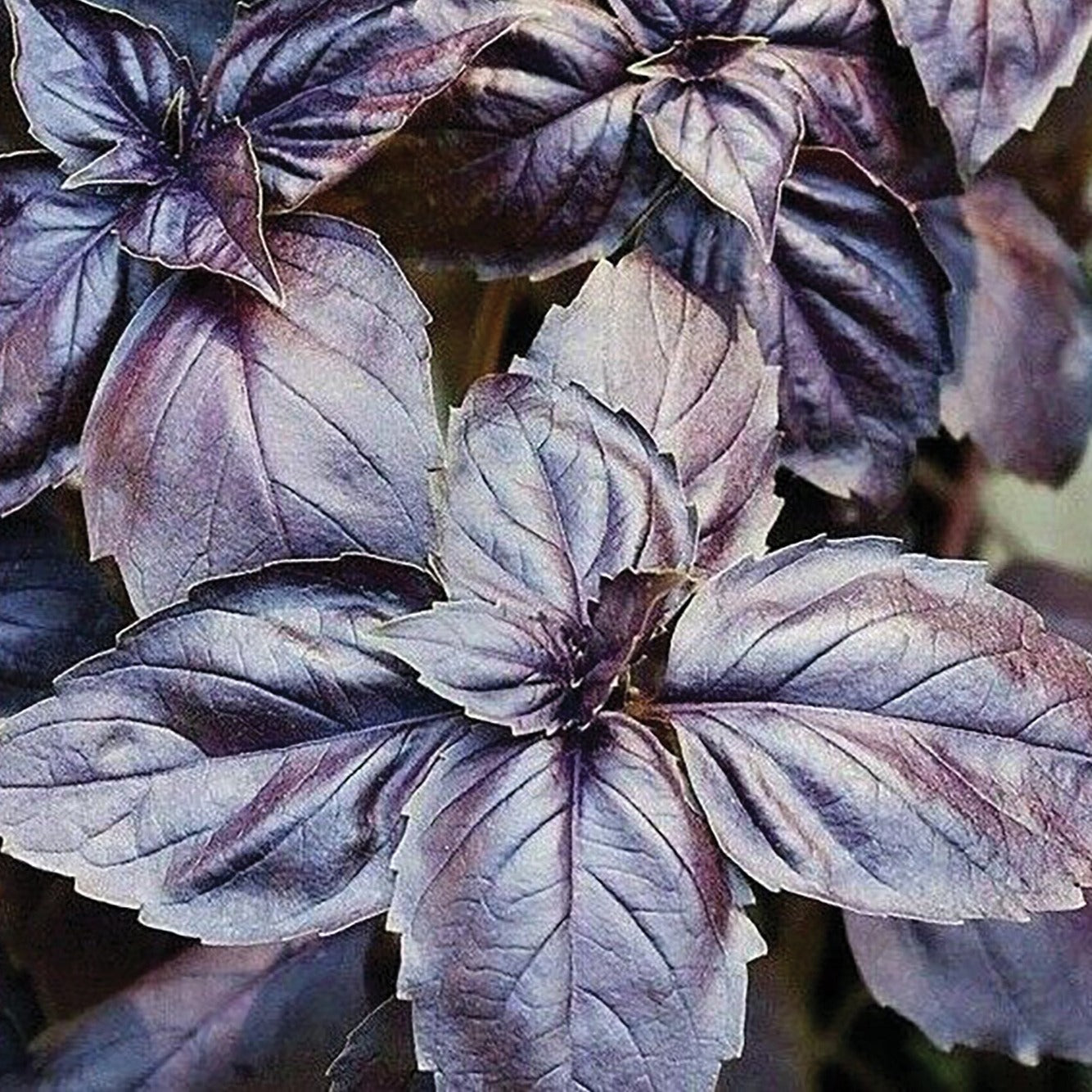 Red Rubin Basil – MIgardener