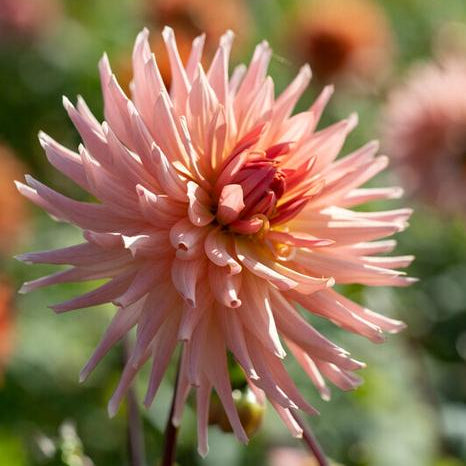 Cactus Dahlia Tuber: Preference – MIgardener