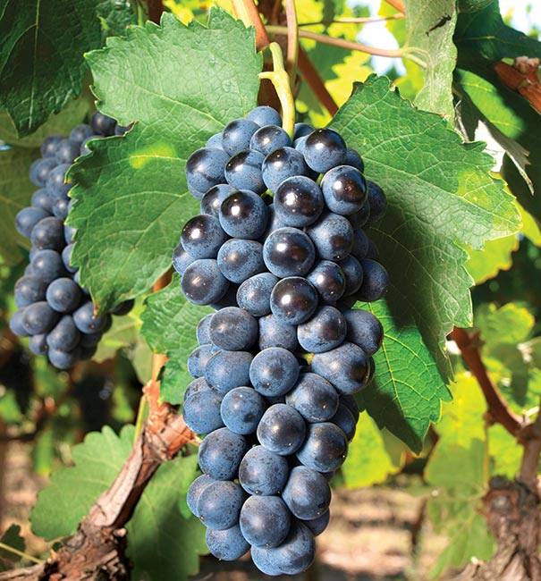 Concord Blue Seedless Grape – MIgardener