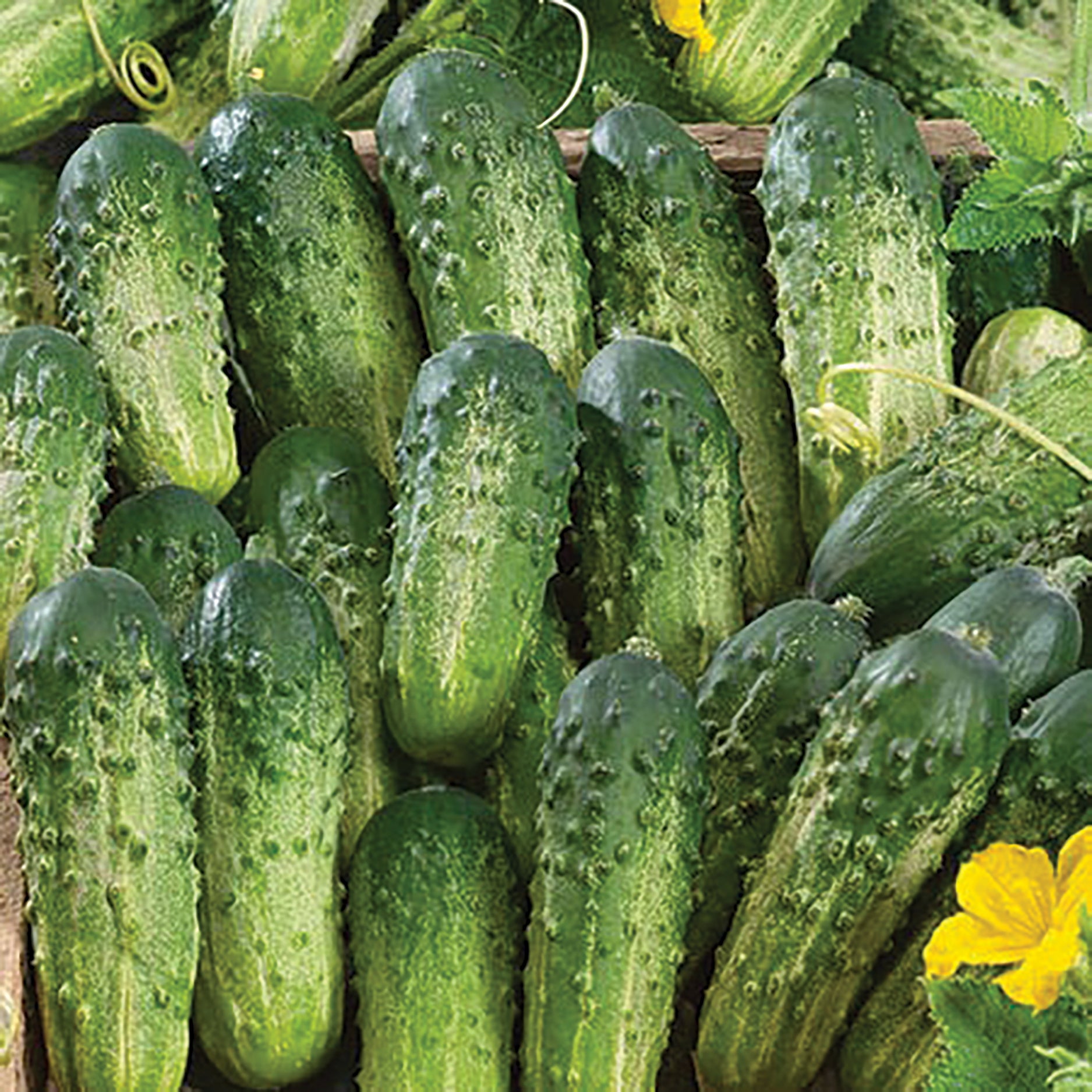 Sumter Cucumber – MIgardener