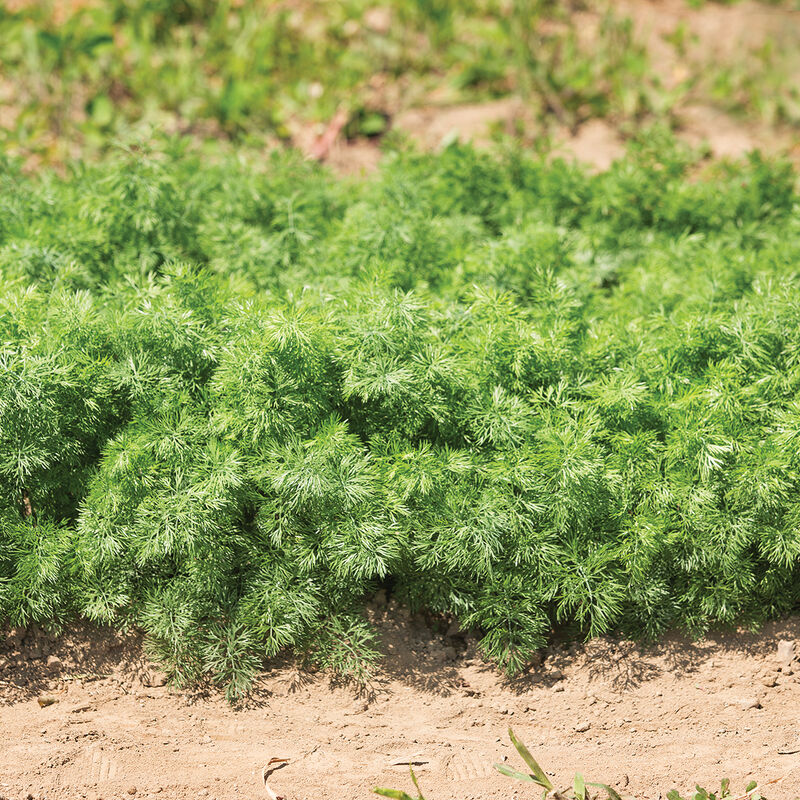 Teddy Dill – MIgardener