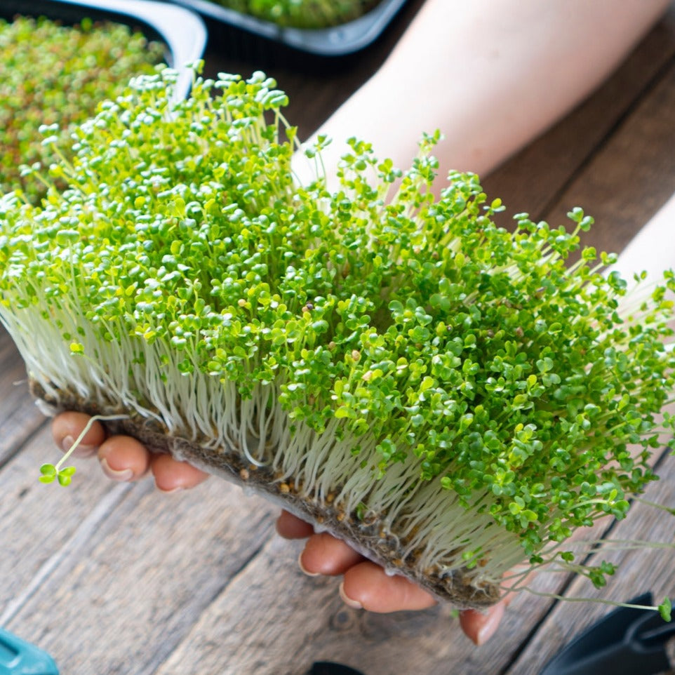 Mustard Microgreen - 1 ounce – MIgardener