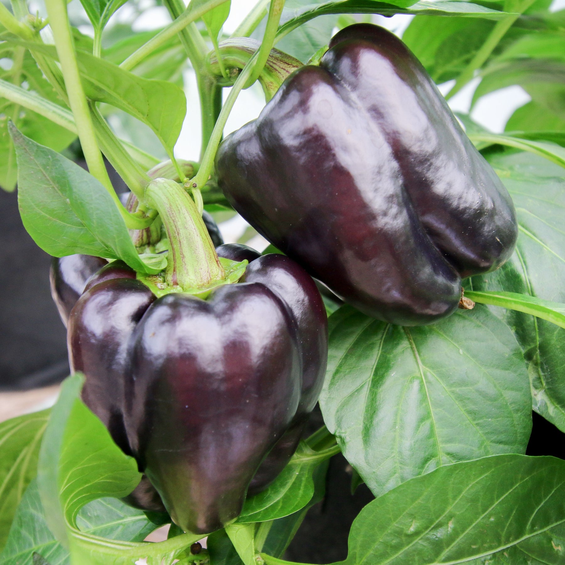 Purple Beauty Bell Pepper – MIgardener