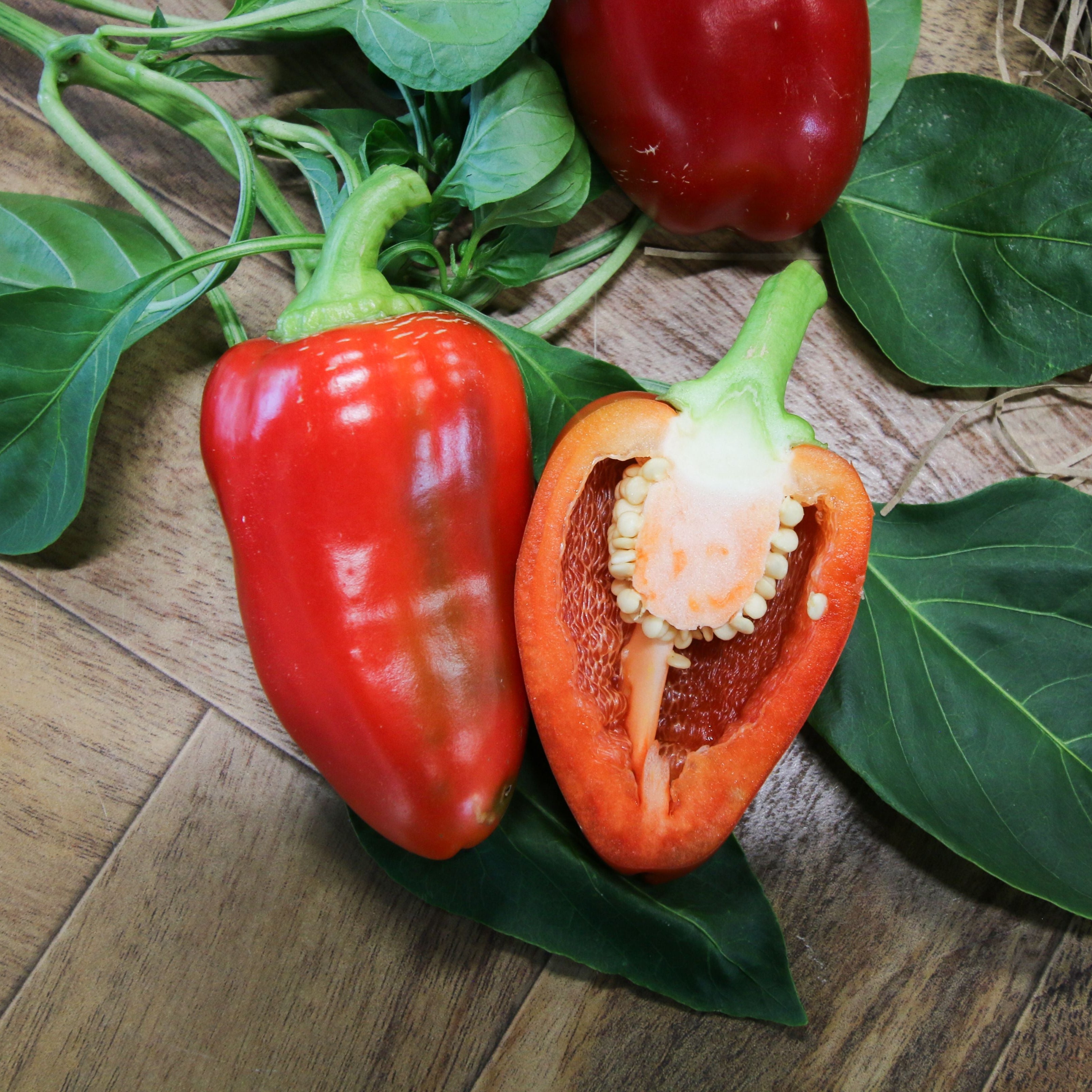 Pimento Pepper – MIgardener