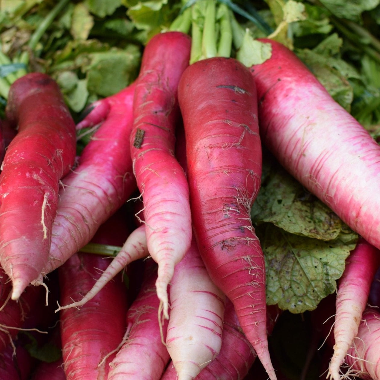 Red Bartender Radish – MIgardener