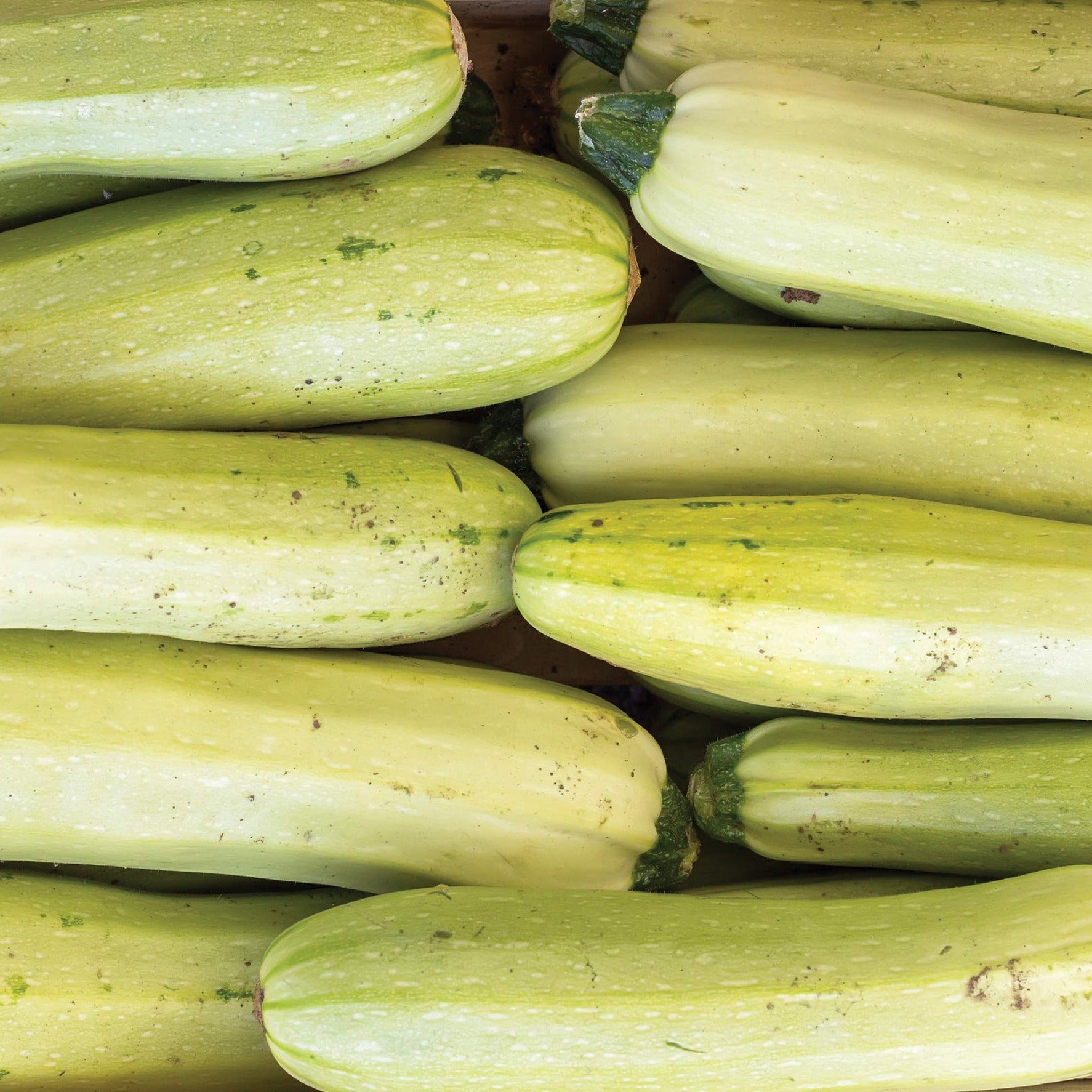 Bianco Di Trieste Zucchini – MIgardener