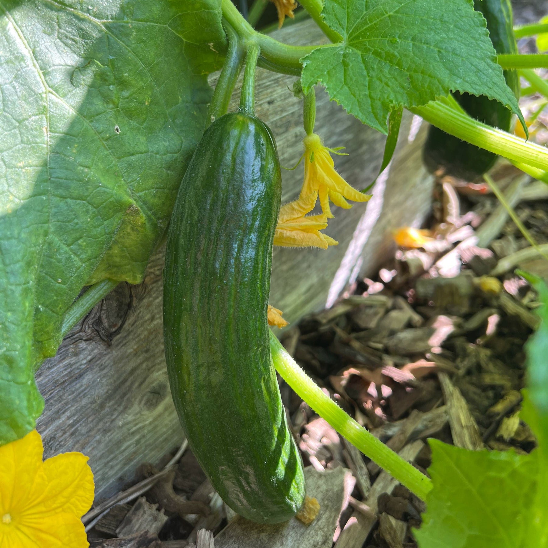 Beit Alpha Cucumber – MIgardener