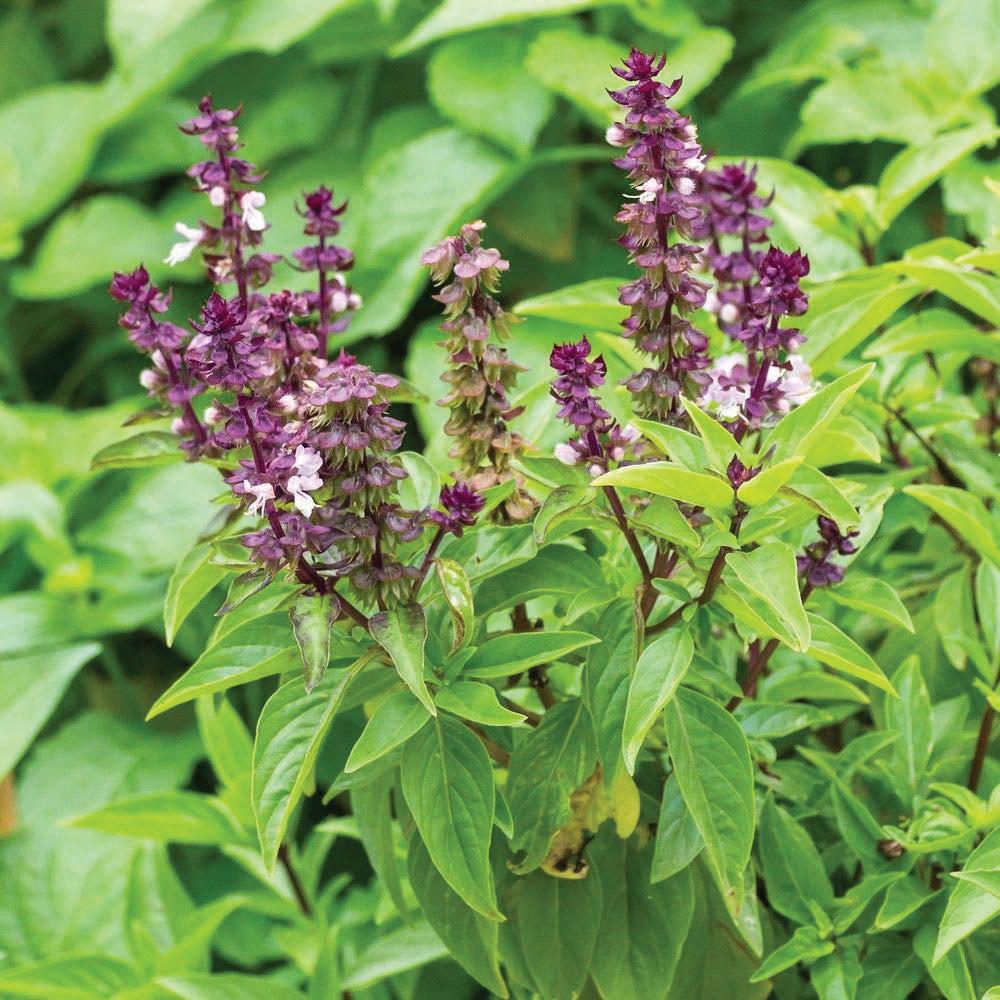 Blue Spice Basil – MIgardener