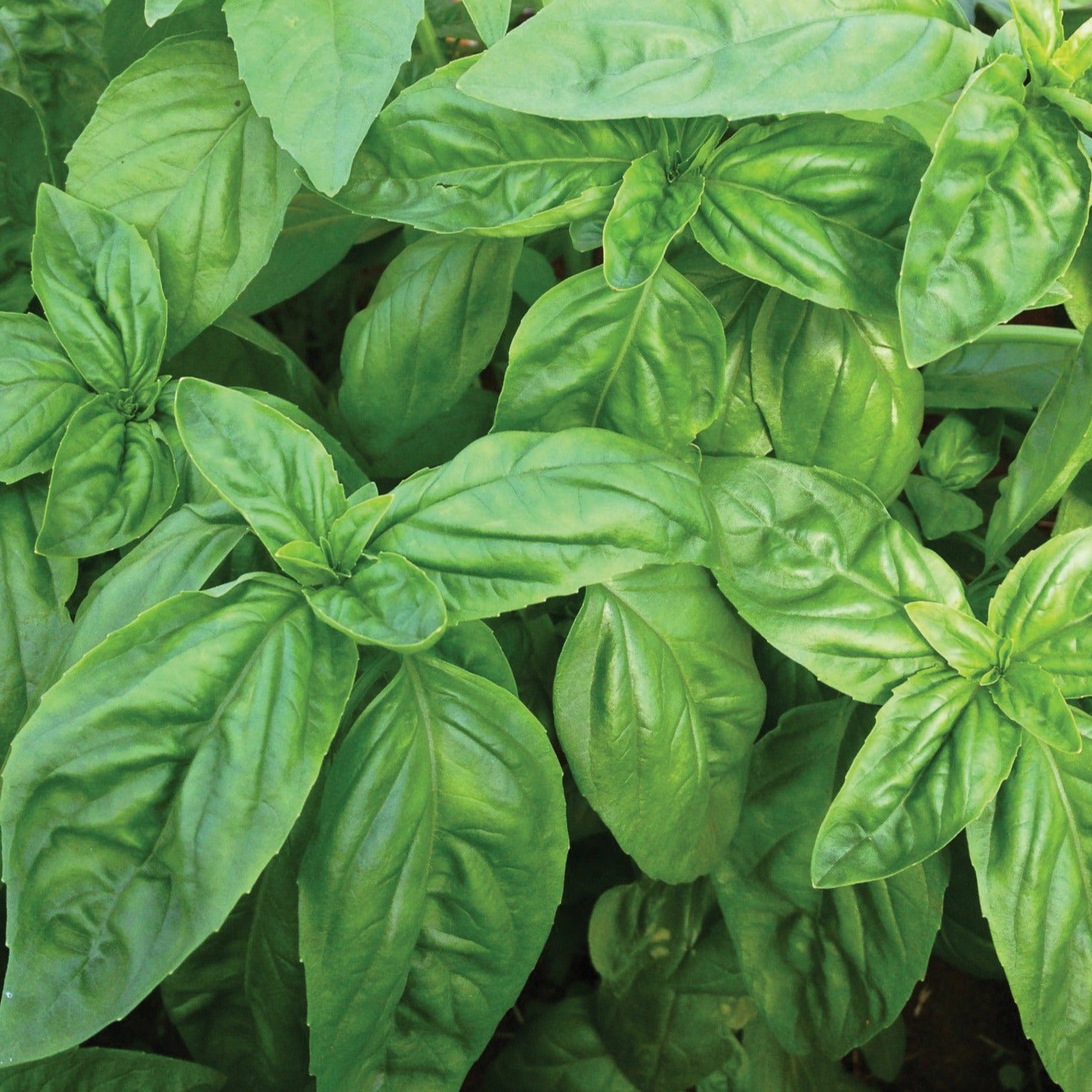 Italian Large Leaf Basil – MIgardener