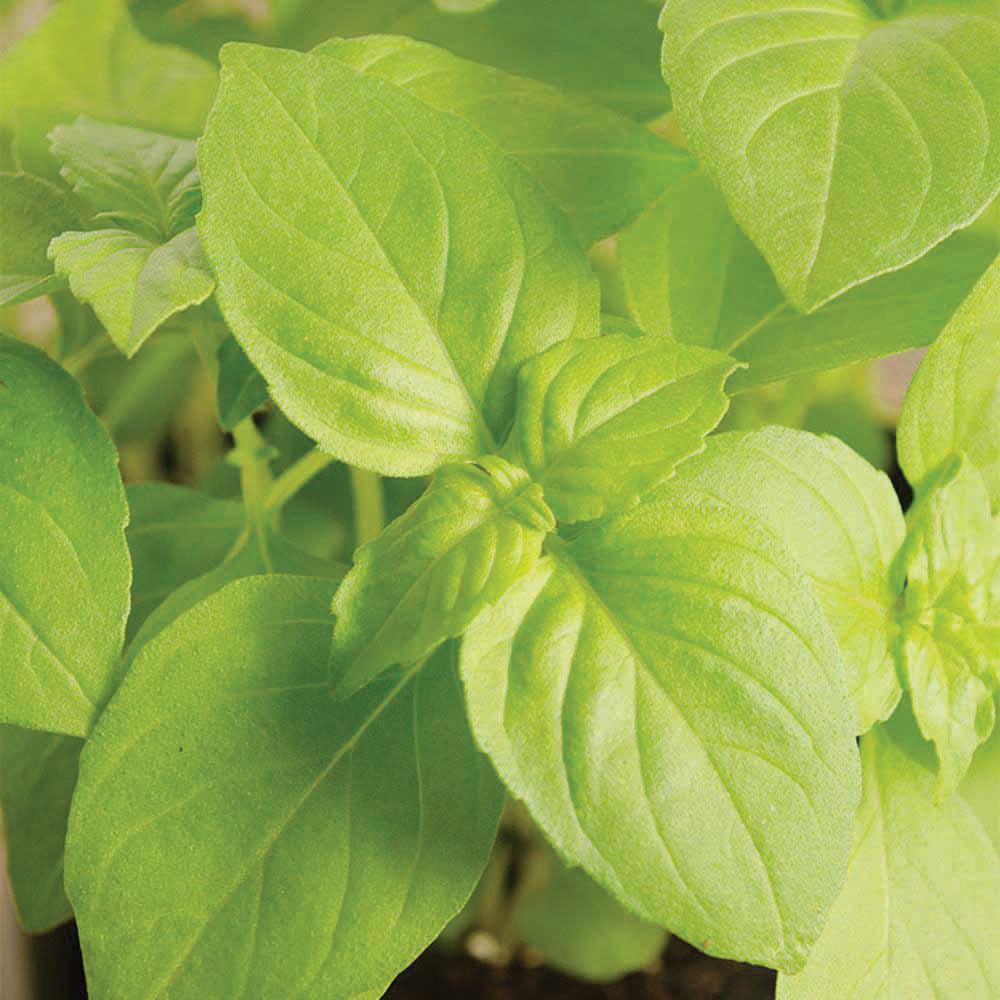 Lemon Basil – MIgardener