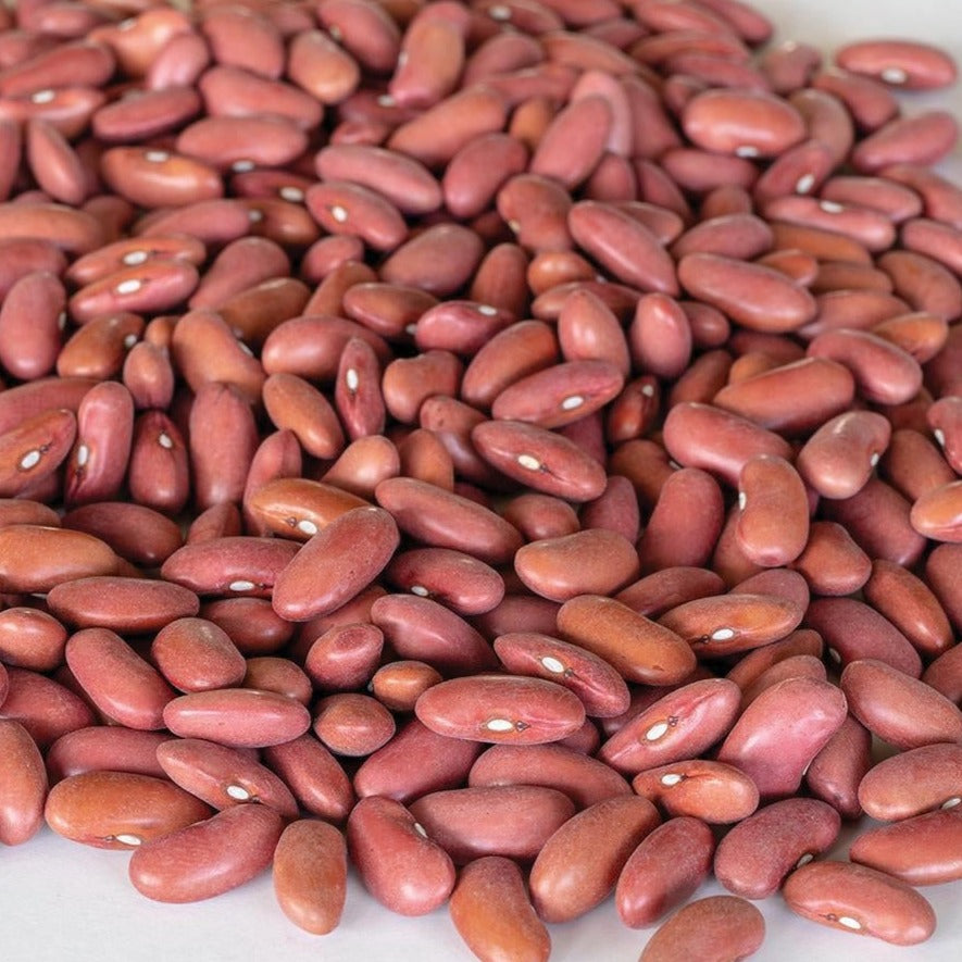 Light Red Kidney Bean (Bush) – MIgardener