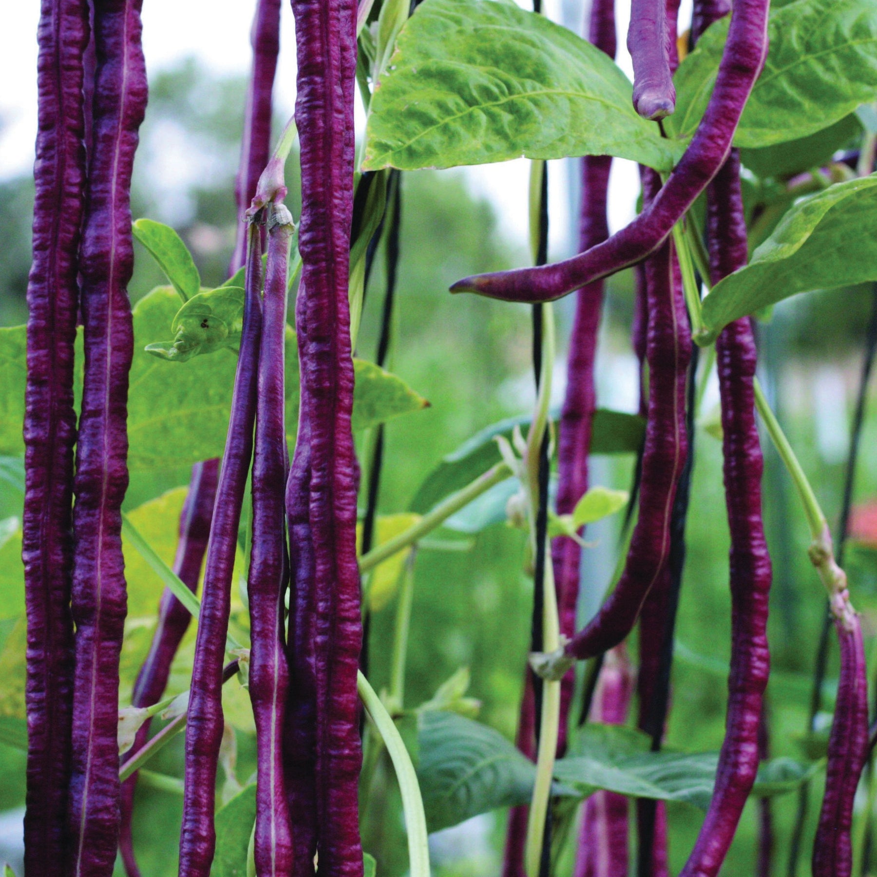 Red Noodle Bean (Pole) – MIgardener