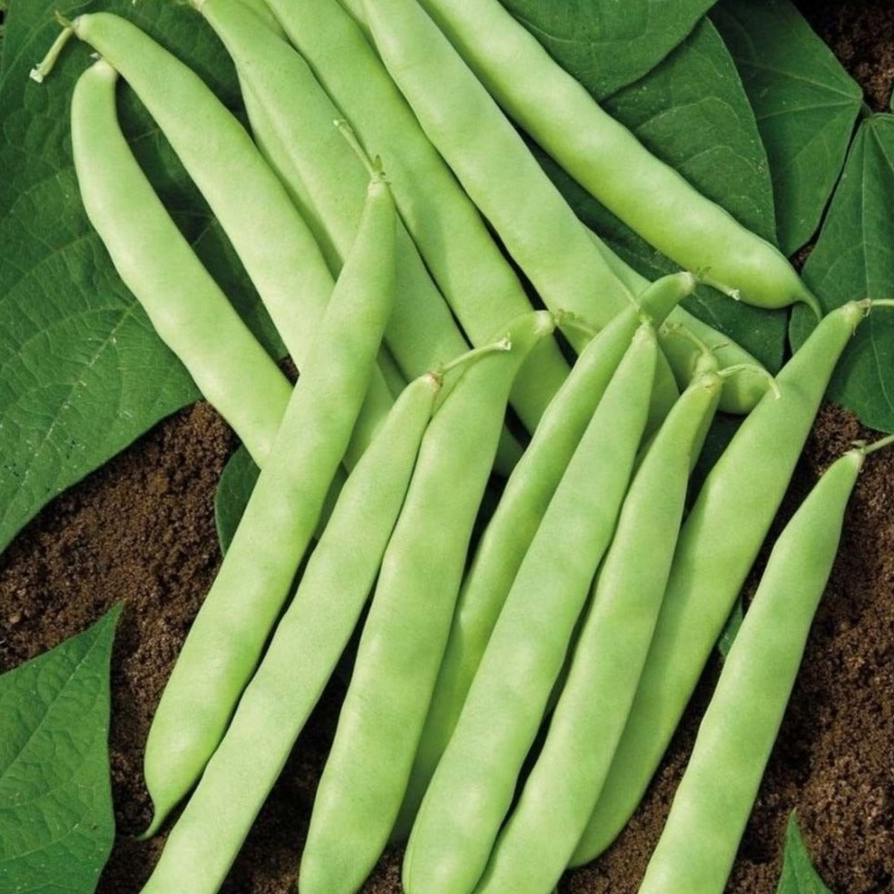 Roma II Bean (Bush) – MIgardener