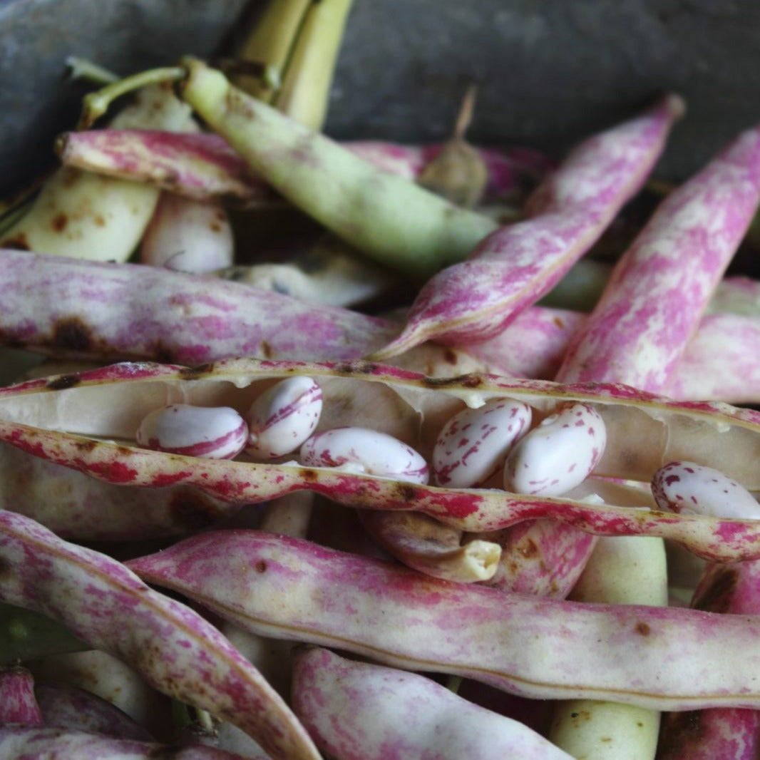 Pinto Bean (Bush) – MIgardener